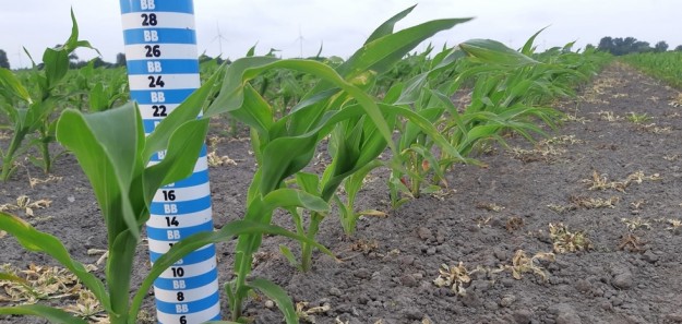 Grote verschillen in groei van de snijmaïs - Ruwvoertour Week 23 ...