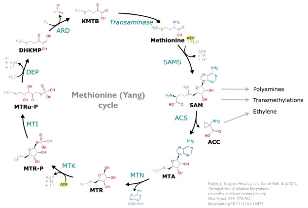 De rol van ethyleen in de plant - Aangeboden door Stoller Europe ...