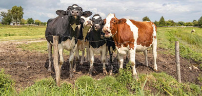 Boerenbusiness.nl - Melk