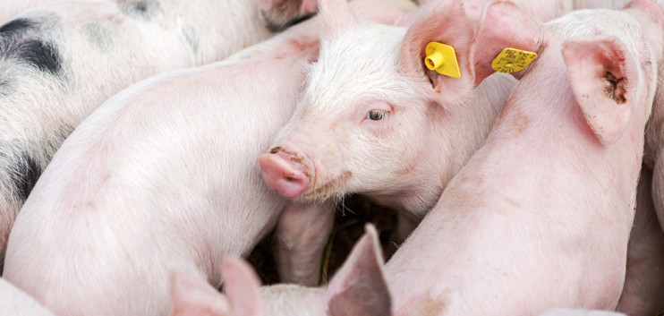 Biggenprijs stijgt langer door dan andere jaren - Analyse Varkens ...