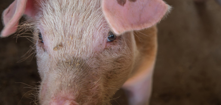 Biggenprijs duikt onder langjarig gemiddelde - Analyse Varkens ...