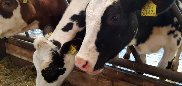 Fuite Veal verwerft opnieuw eigen slachterij - Nieuws Vlees ...