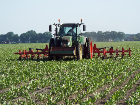 Se alternan el cuidado de los cultivos y la recolección de la hierba - Reportaje fotográfico ...