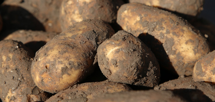 Voici les 10 parcelles avec Innovator - Crop Tour Potatoes ...