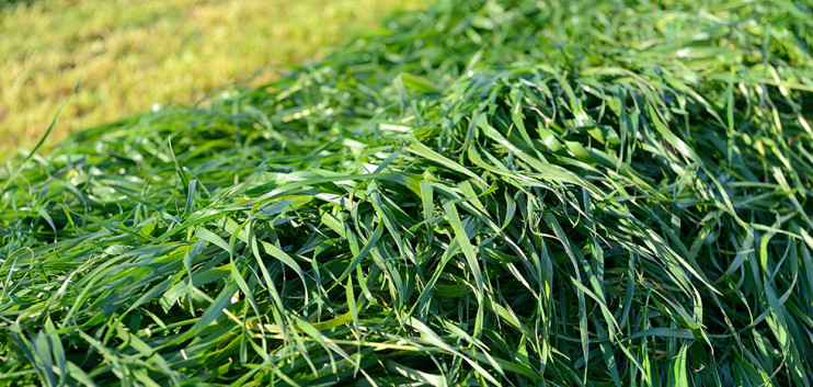 Vers gras in voerstrategie van melkveebedrijf in trek - Ruwvoertour ...