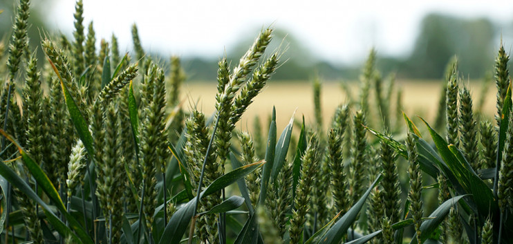 Dit hebben tarwe en Snollebollekes gemeen - Analyse Granen & Grondstof ...