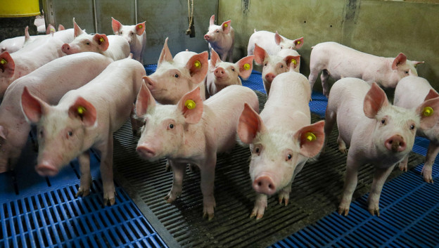 Tendens op varkensmarkt remt daling biggenprijs - Analyse Varkens ...