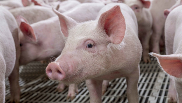 Nederlandse biggenprijs moet lossen - Analyse DCA BestPigletPrice ...
