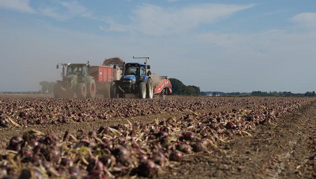 Een rode ui is geen gele ui blijkt wel weer - Analyse uien ...
