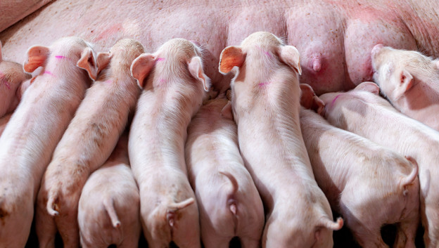 Biggenprijs daalt verder in markt met overschotten - Analyse Varkens ...