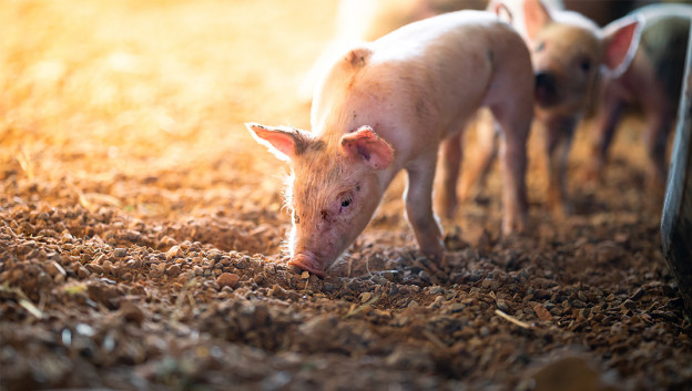 Nog geen bodem in zicht voor biggenprijs - Nieuws Varkens ...