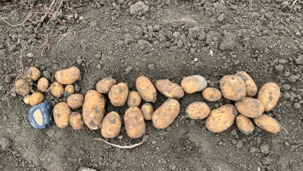 MH-bespuiting laat niet meer op zich wachten - Gewastour Aardappelen - week 29 | Boerenbusiness.nl