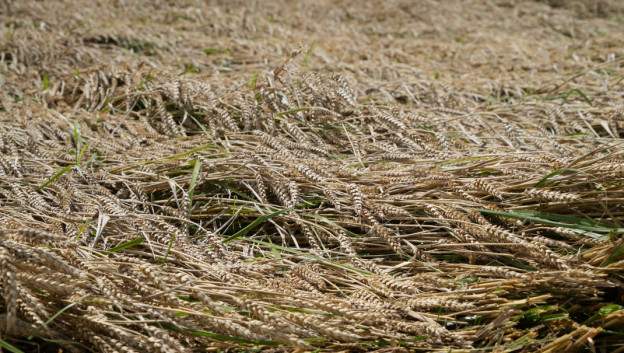 Regen blijft voor problemen zorgen in Europese tarwe - Analyse Granen ...