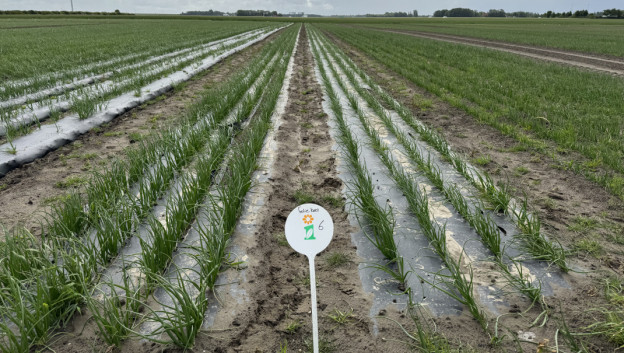 Uien telen met minder water - Aangeboden door van Iperen | Boerenbusiness.nl