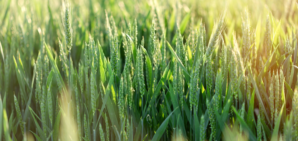 Waar worden relatief de meeste granen geteeld? - Top 5 CBS ...