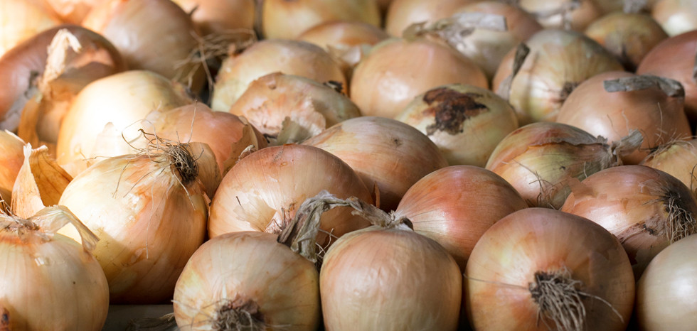 DCA komt met 2 nieuwe noteringen van uien - Nieuws Uien | Boerenbusiness.nl